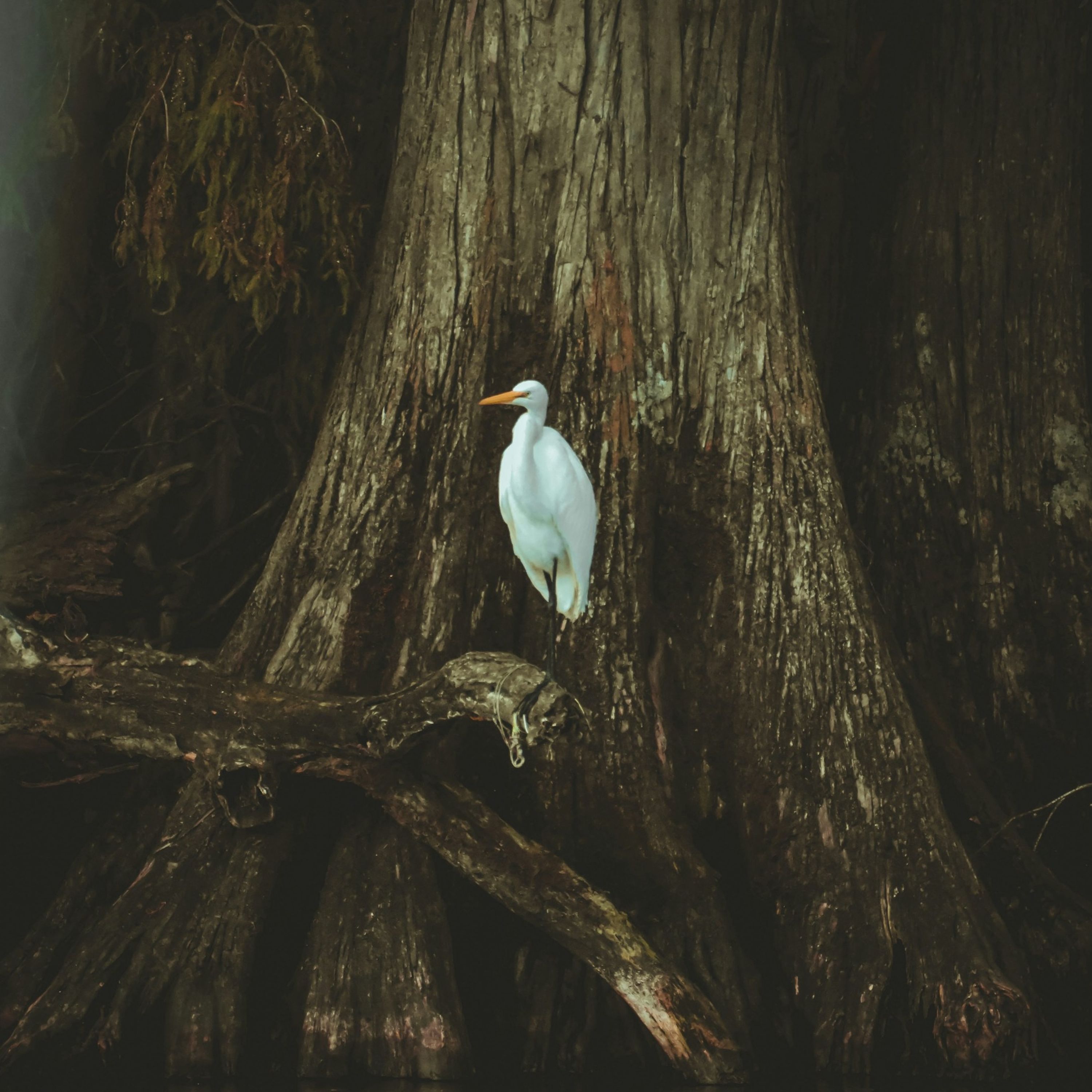 Snake Eyes - Blood Moon Rising | WavMaker